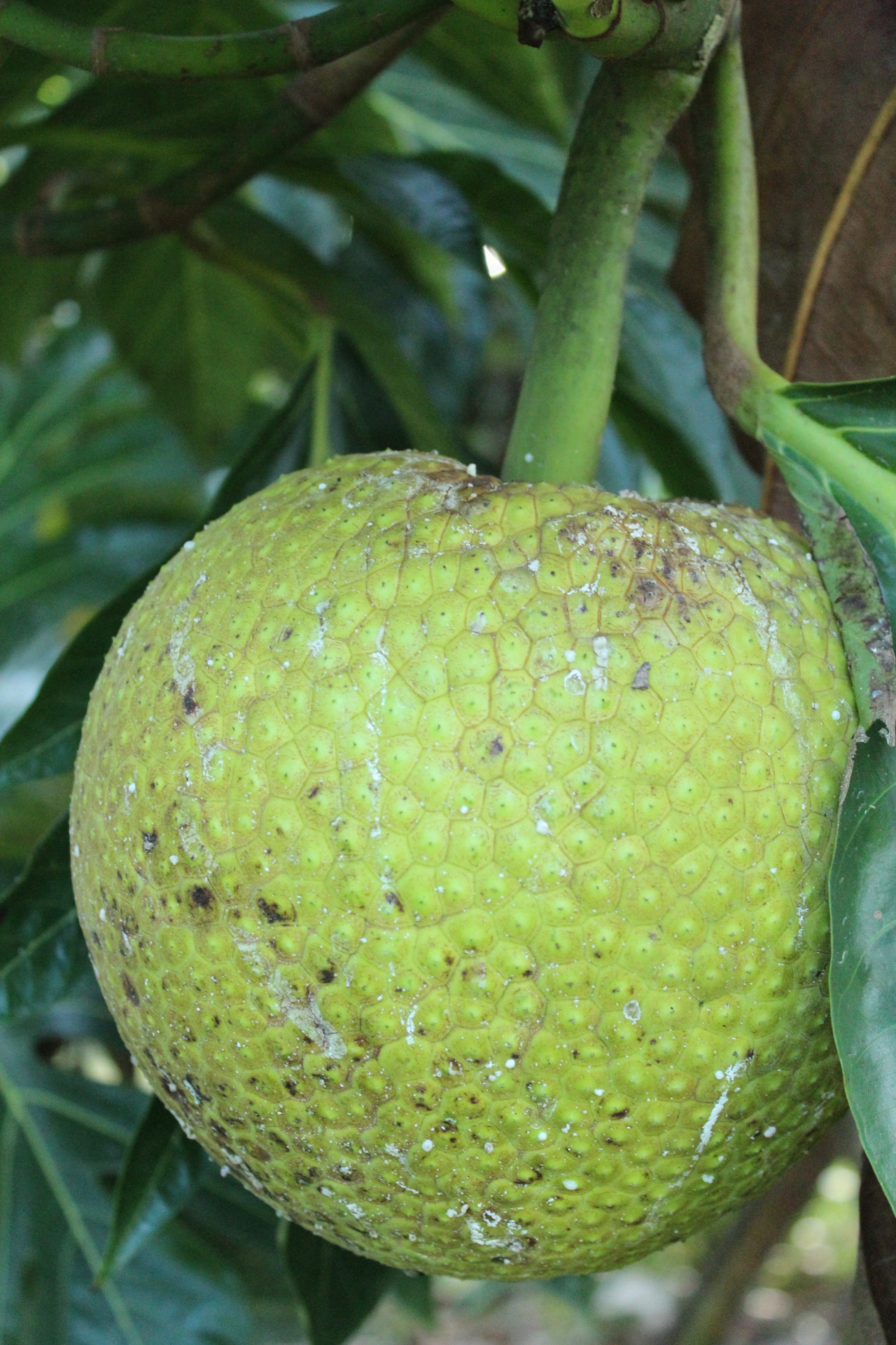 7 recettes à succès pour apprécier le fruit à pain (classiques et ...