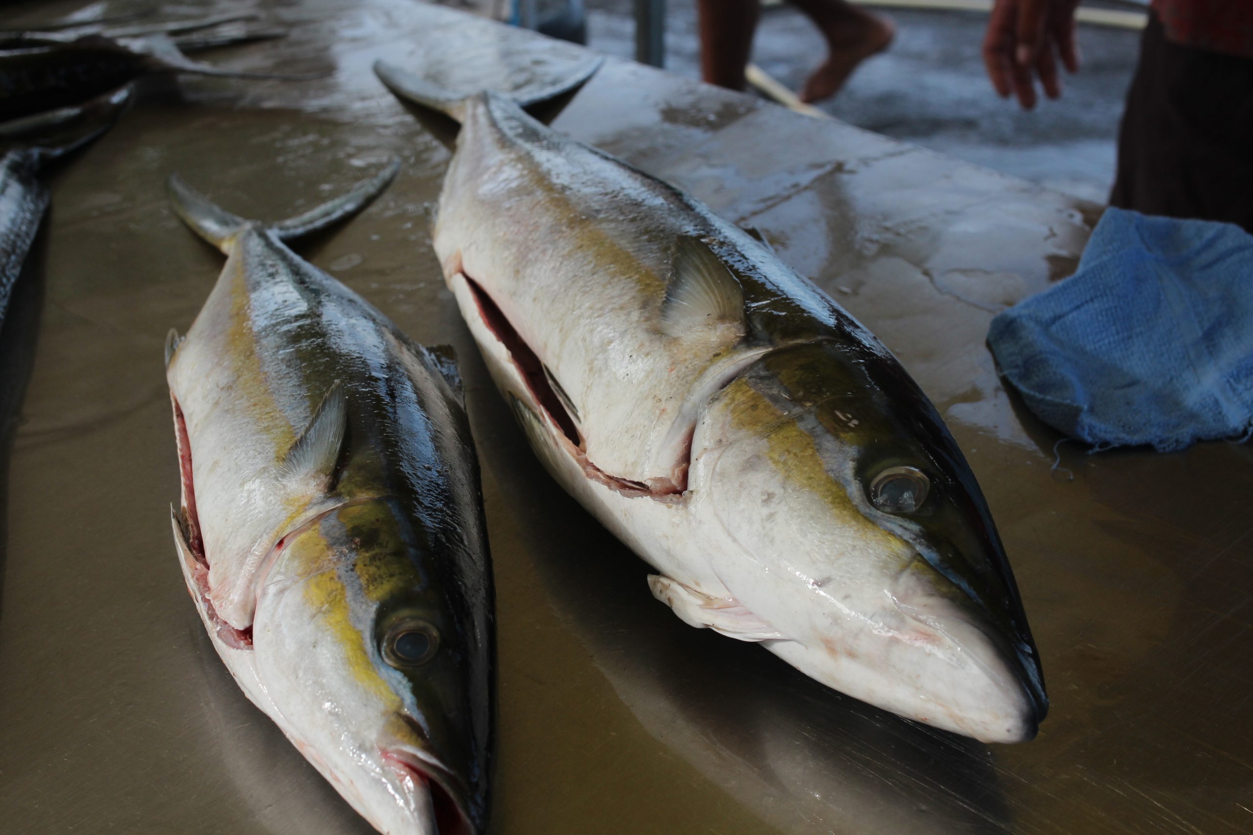 Découvrez le saumon Caraïbe, un poisson rare de nos étals martiniquais