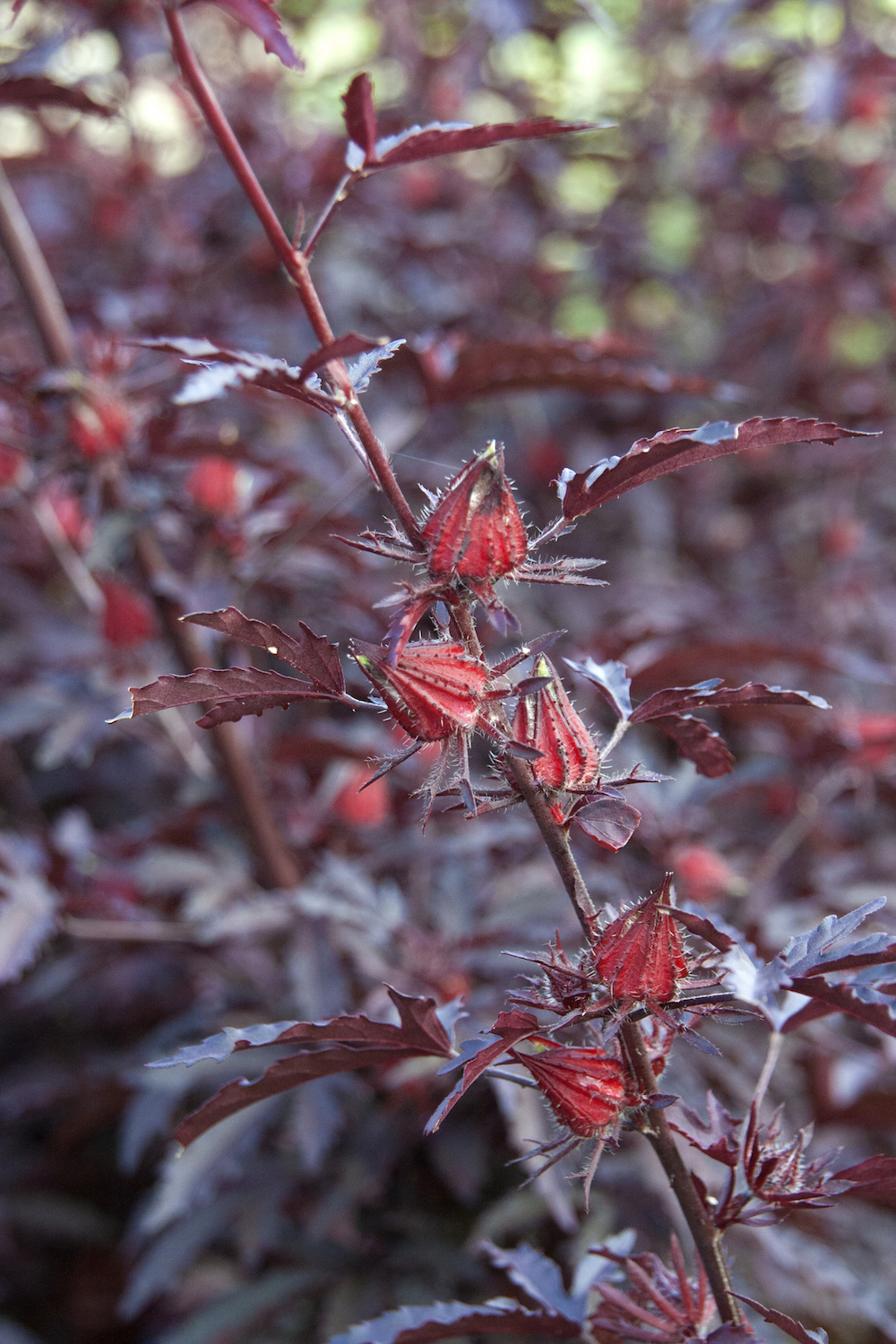 Tout savoir sur la groseille-pays, star de nos fêtes de fin d'année