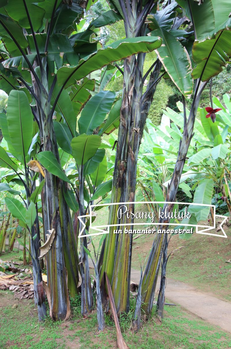 La banane ? LES bananes ! Redécouvrons ce fruit fantastique