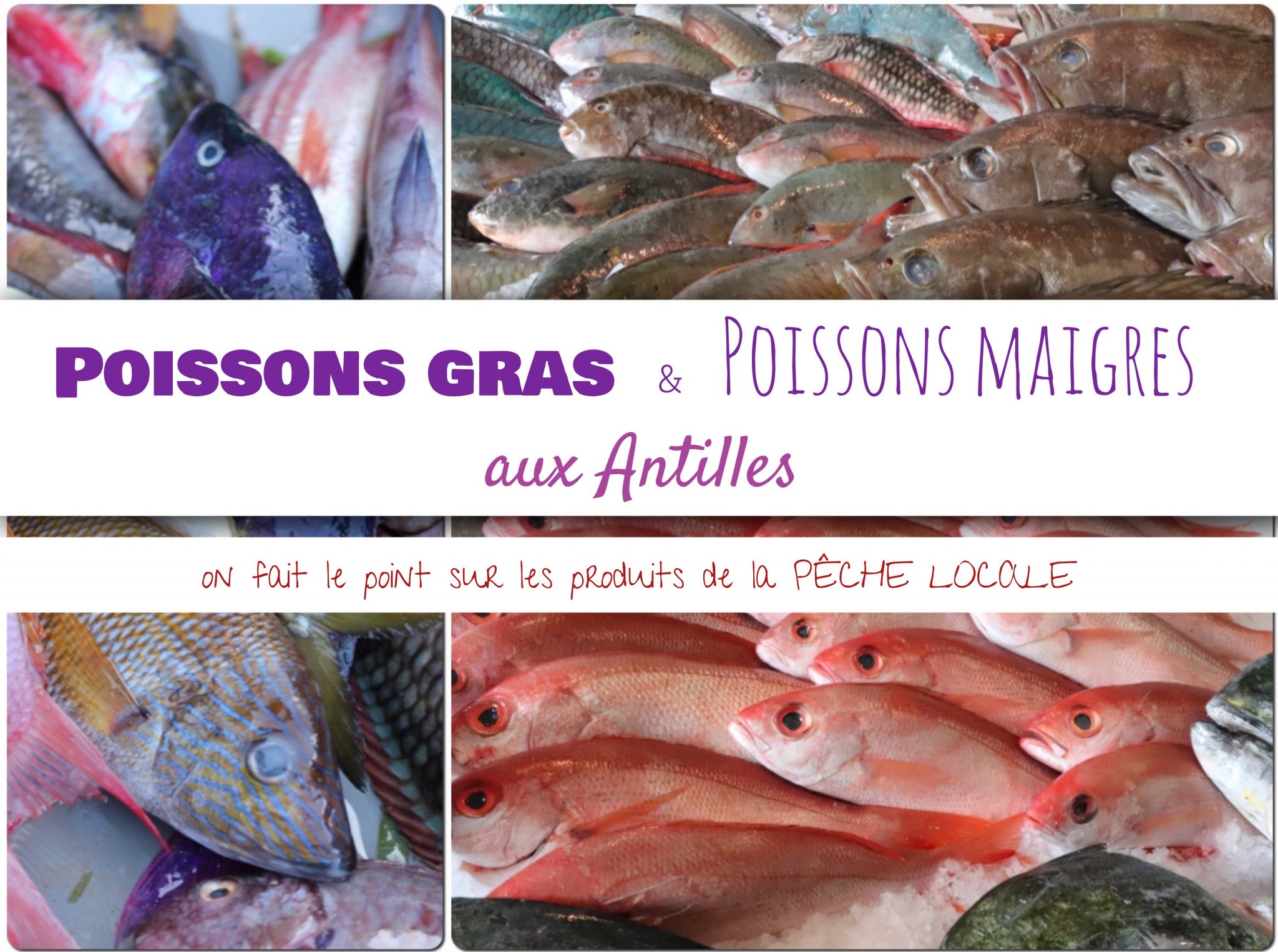 Poissons gras, poissons maigres : qu'en est-il des poissons antillais