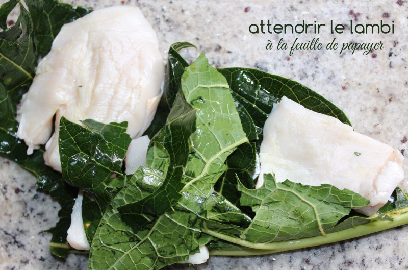 Le lambi, mollusque star des Antilles