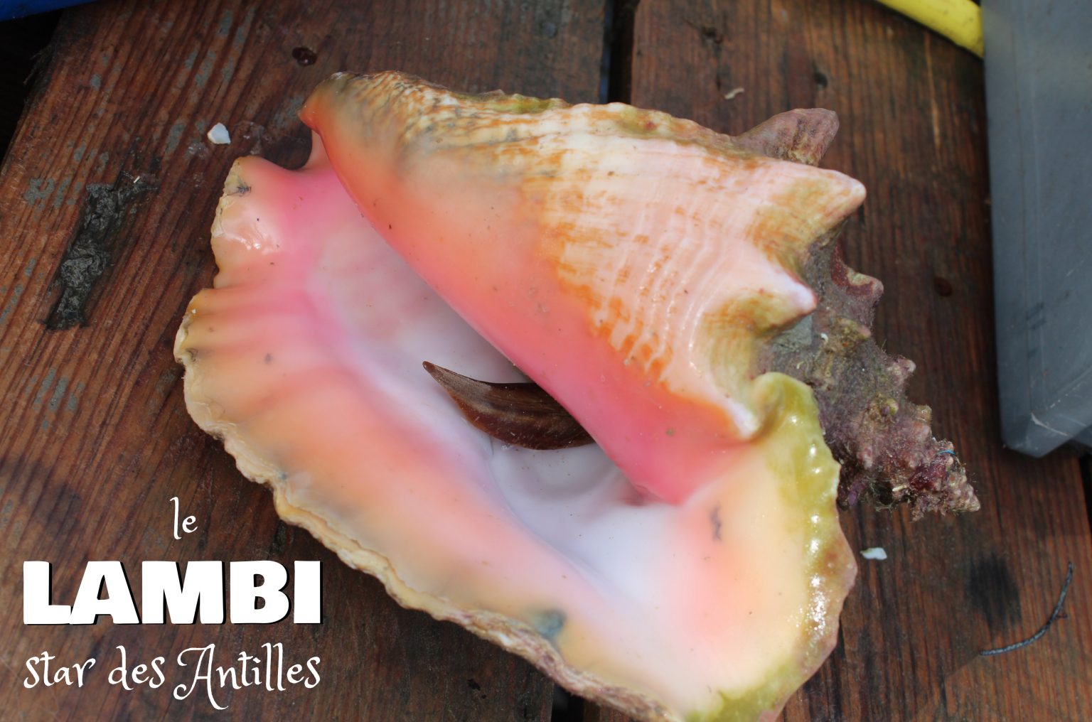 Le lambi, mollusque star des Antilles