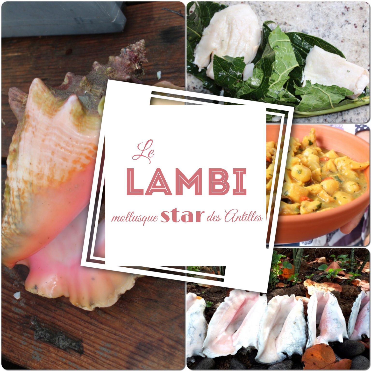Le lambi, mollusque star des Antilles