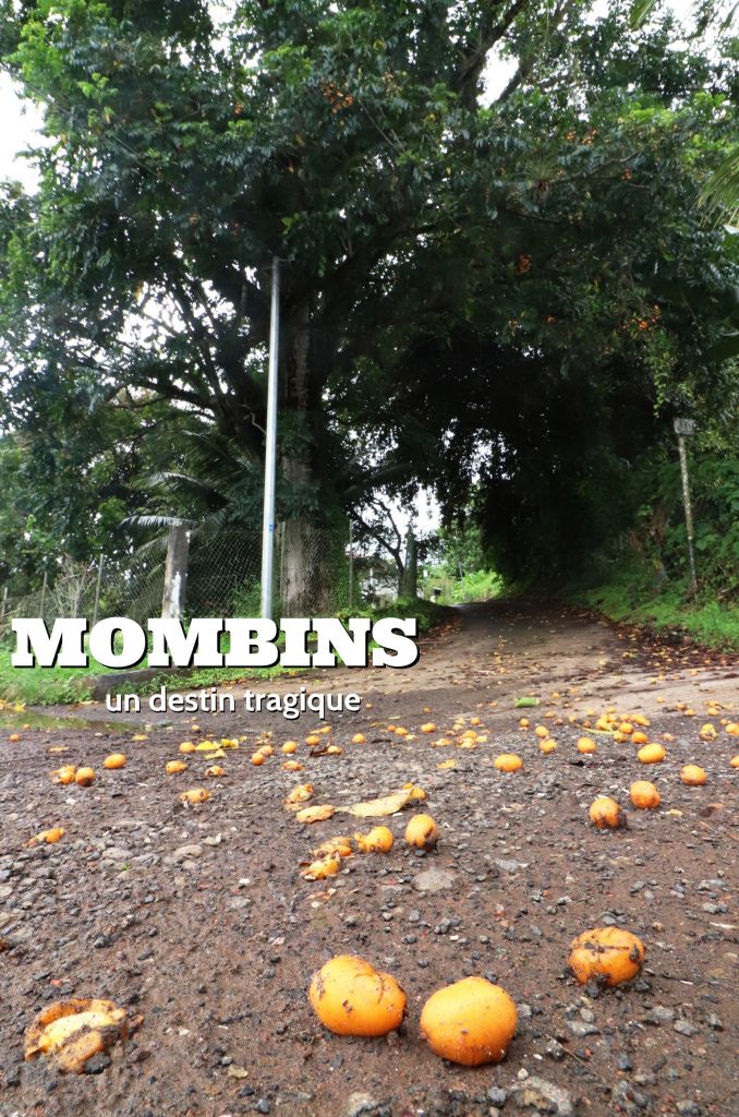 La prune MOMBIN, un fruit délaissé à tort. Avis aux gourmands...