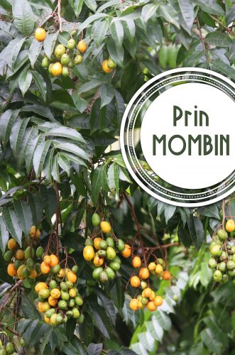 La prune MOMBIN, un fruit délaissé à tort. Avis aux gourmands...